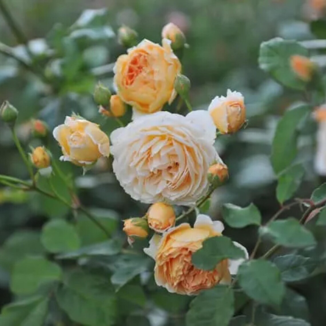 15s|judge the Obscure Rose Seeds - Perennial, Open-pollinating ...