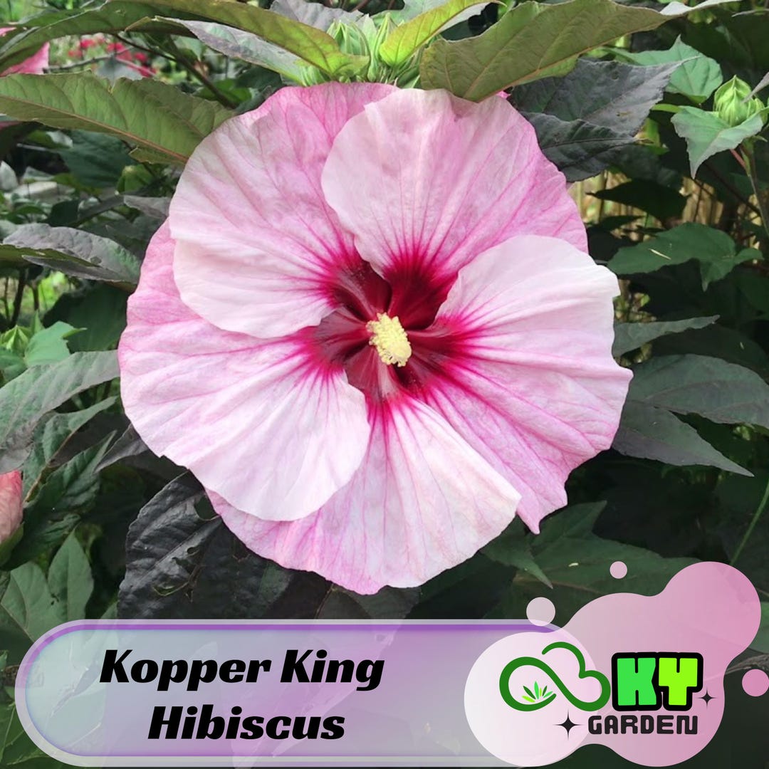 Kopper King Hibiscus Seeds - Edible, Cold Resistant, Showy Flowers ...