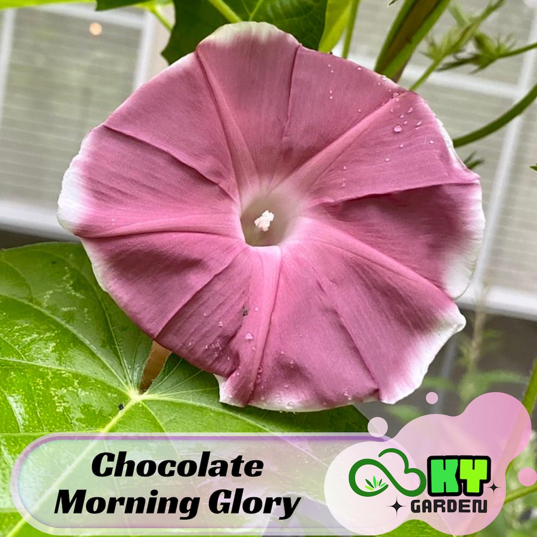Chocolate Morning Glory Seeds - Showy Blooms, Fast Growing, Climbing ...
