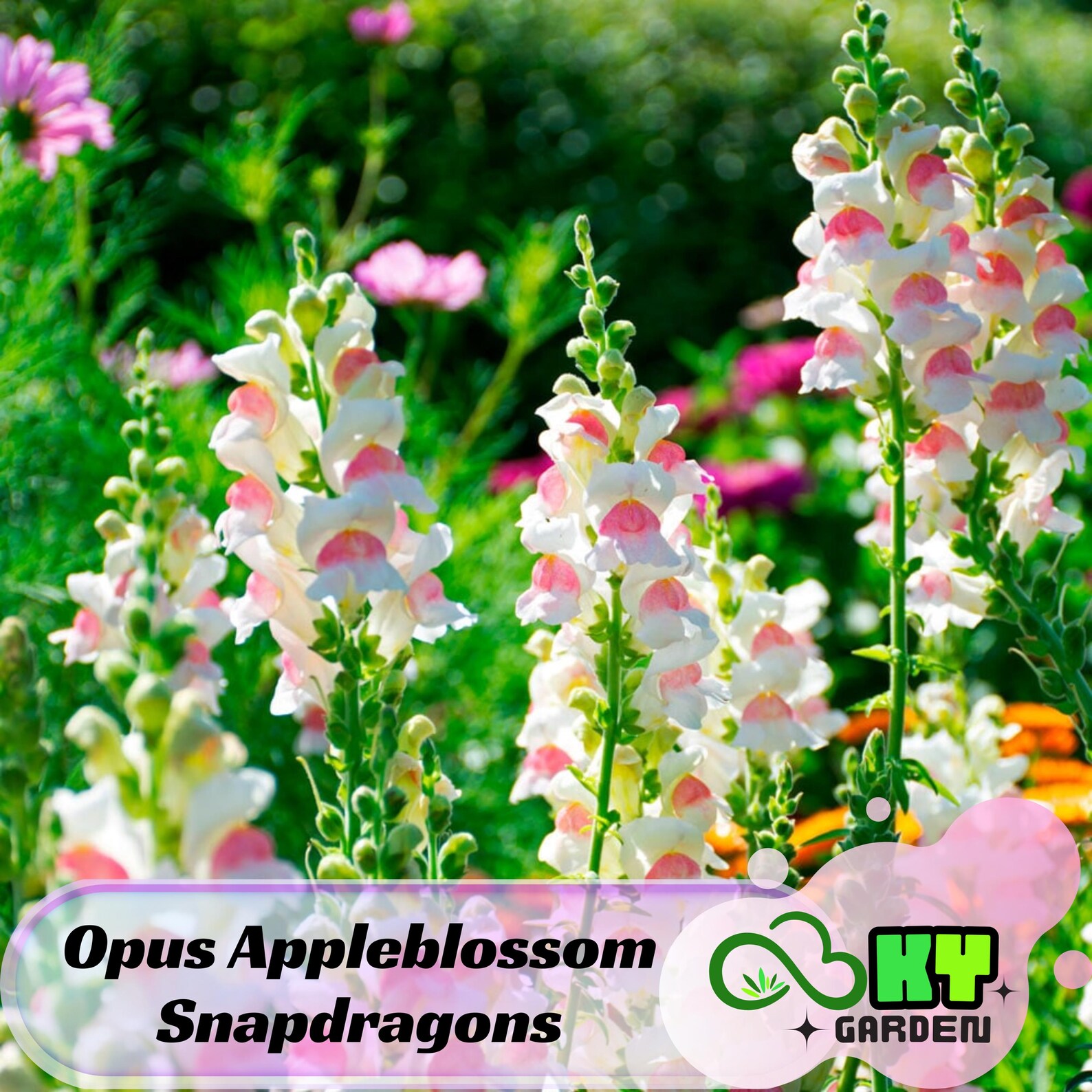 Opus Appleblossom Snapdragons Seeds - Cold Resistant - Potted ...