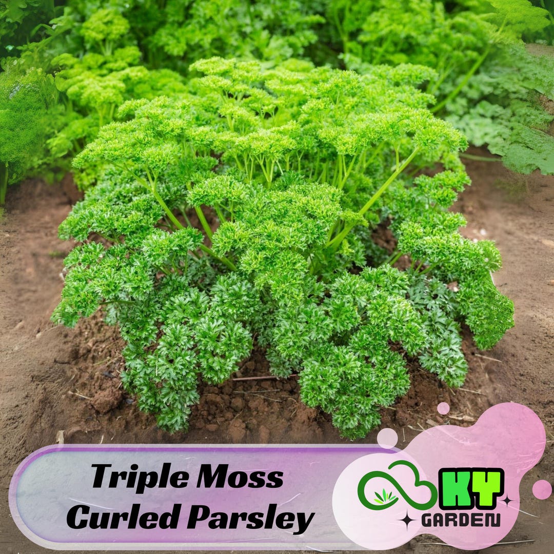 Triple Moss Curled Parsley Seeds - Biennial - Edible, Fragrant, Cold Resistant, High Yield ...
