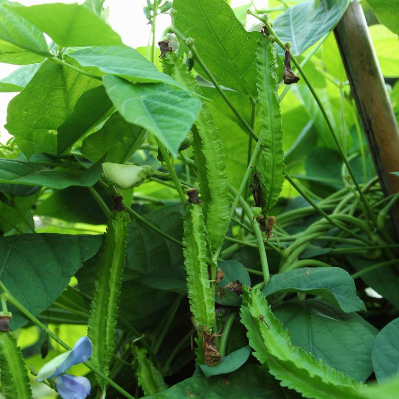 Winged Bean Seeds – Four-angled Bean – Fast Growing – Heirloom ...