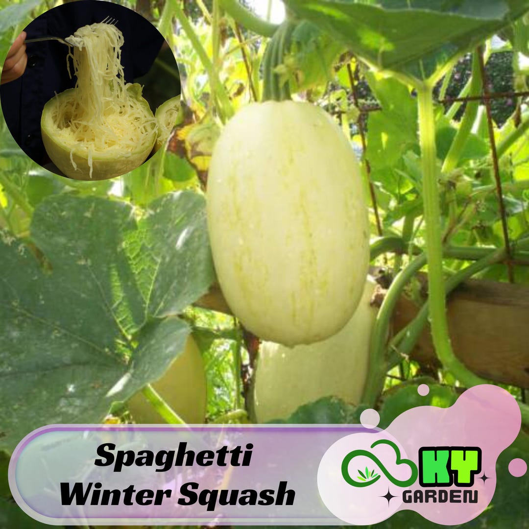 Spaghetti Winter Squash Seeds - Annual - Edible, High Yield, Open ...