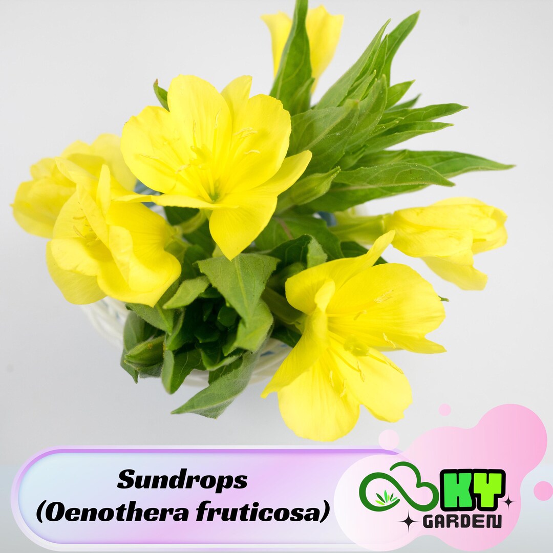 Sundrops (oenothera Fruticosa) Seeds - Showy Blooms, Fragrant, Attracts ...