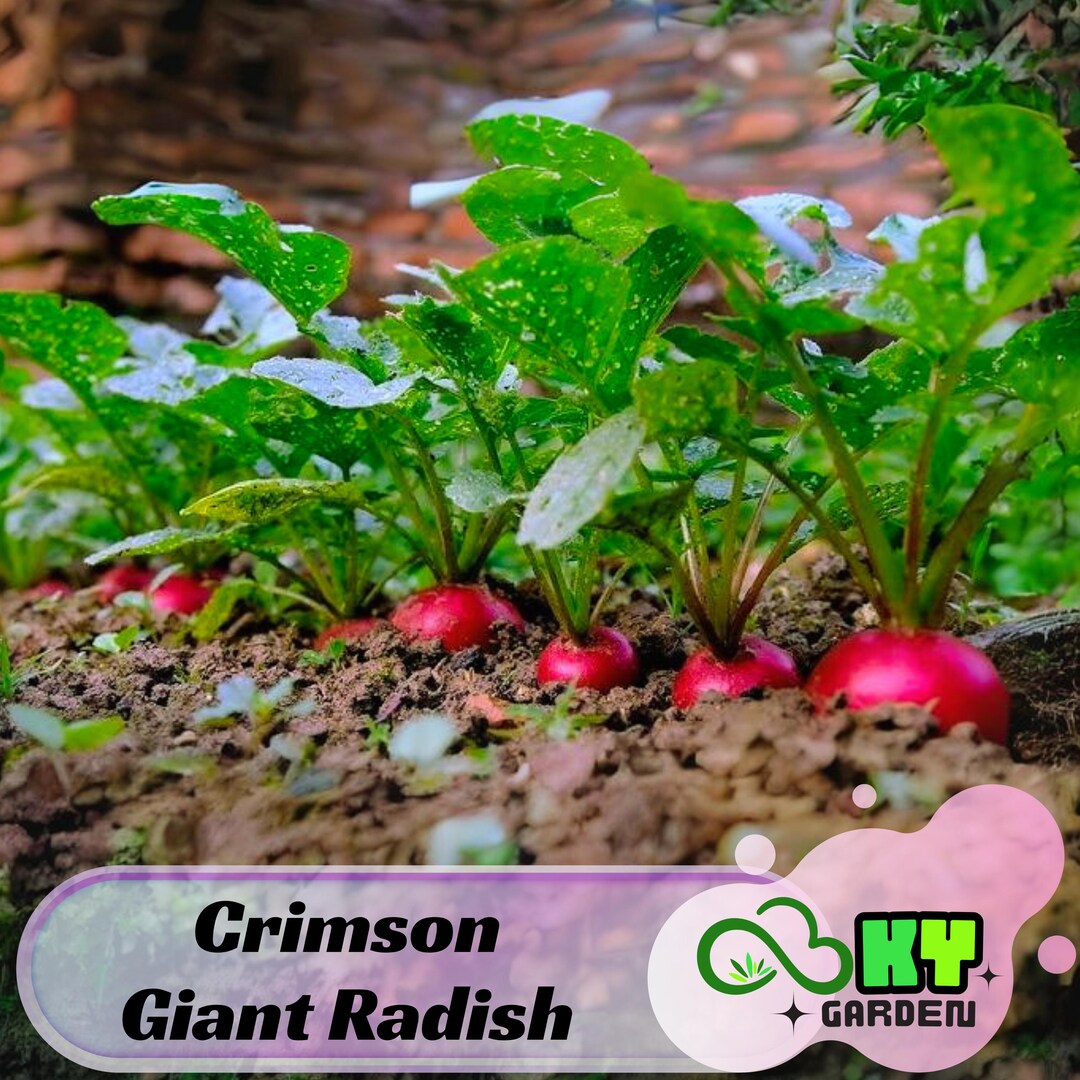 Crimson Giant Radish Seeds - Edible, Fast Growing, Cold Resistant ...