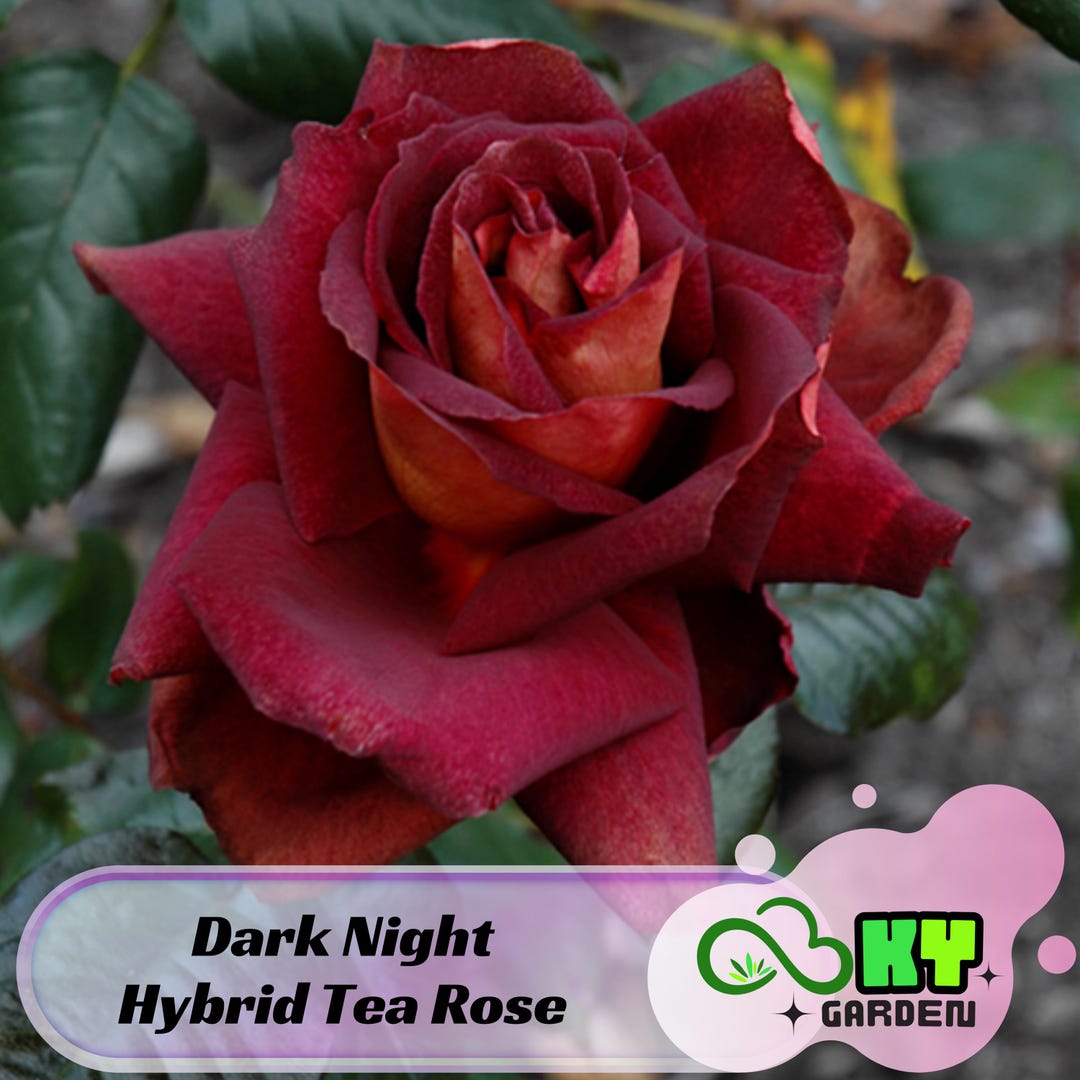 Dark Night Hybrid Tea Rose Seeds - Perennial, Open-pollinating ...