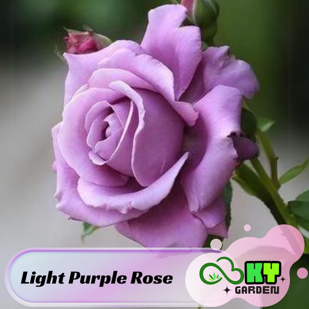 Light Purple Rose Seeds - Perennial, Cold Resistant, Open-pollinating ...