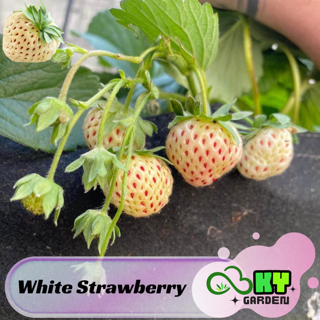 White Strawberry Seeds - Perennial - Unique Color, Sweet Flavor ...