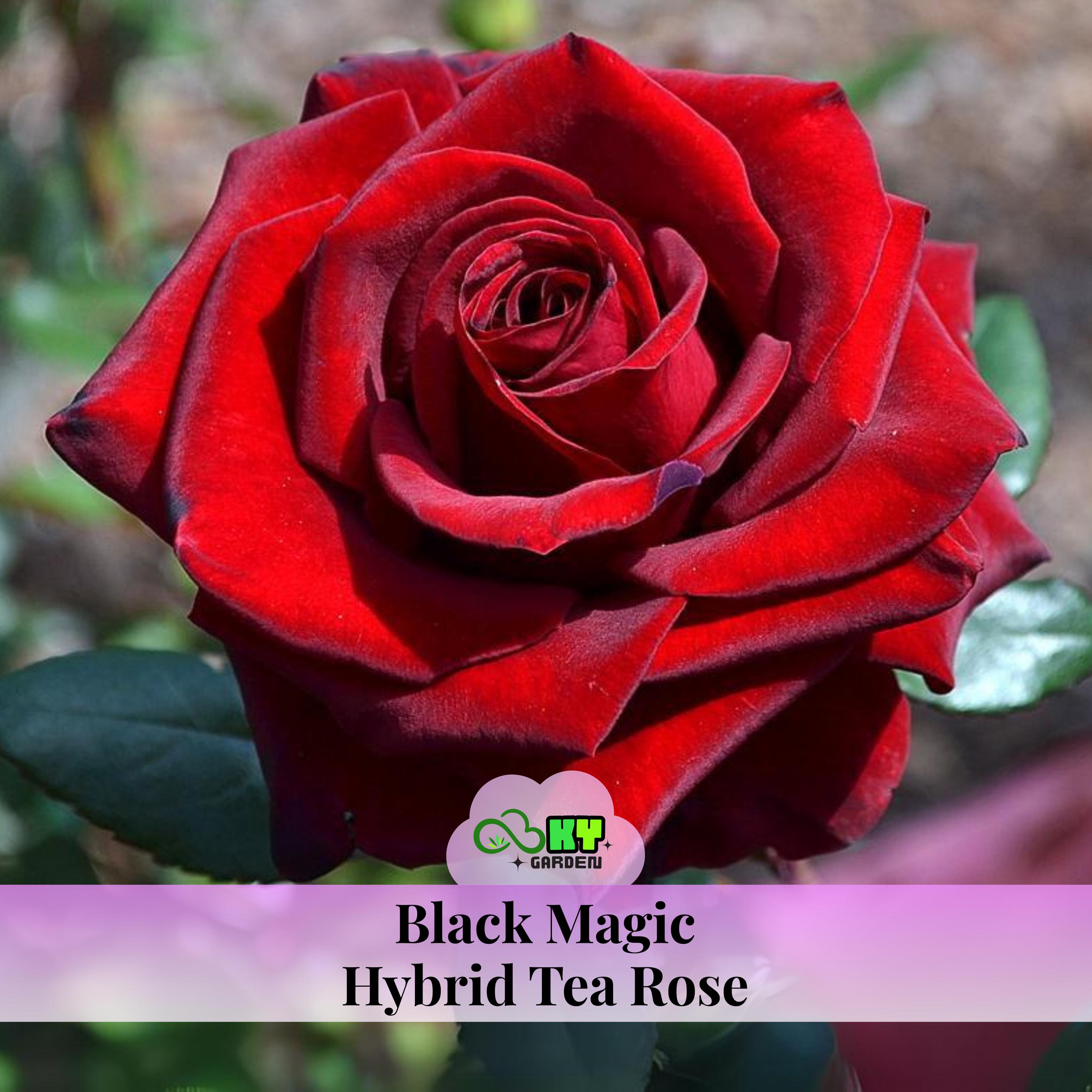 Black Magic Hybrid Tea Rose Seeds - Perennial, Cold Resistant, Open ...