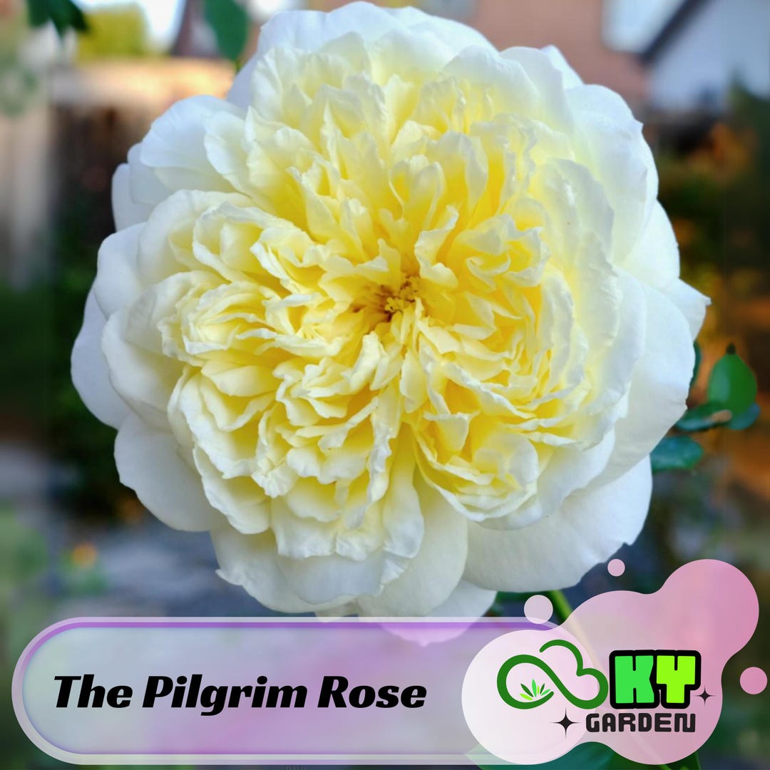 The Pilgrim Rose Seeds - Perennial, Open-pollinating, Deciduous ...