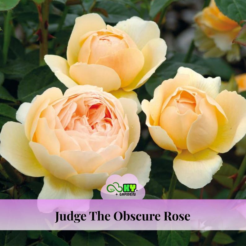 15s|judge the Obscure Rose Seeds - Perennial, Open-pollinating ...