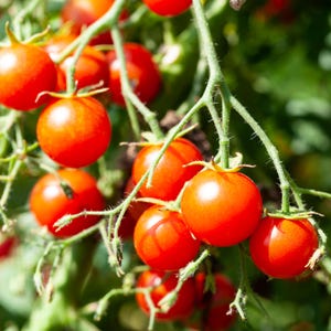 Small Red Cherry Tomato Seeds - Edible, Fast Growing, High Yield, Sweet ...