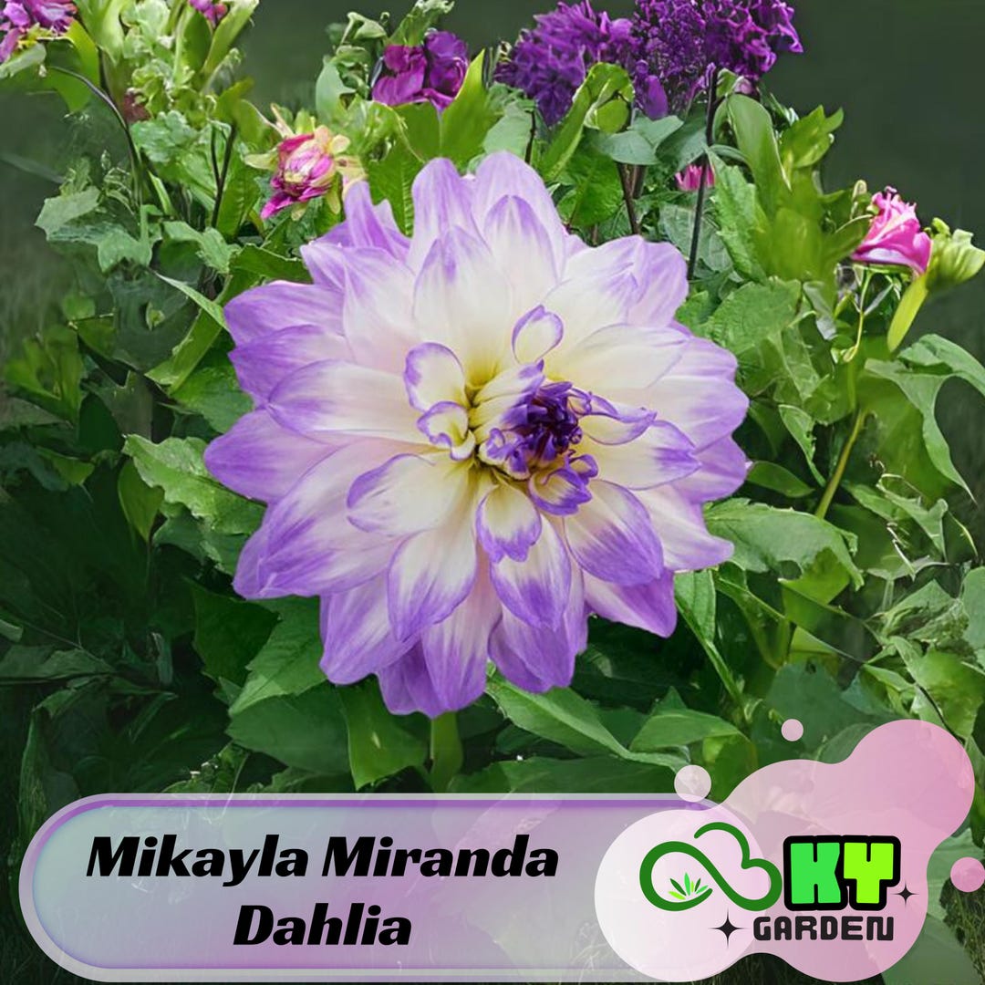 Mikayla Miranda Dahlia Seeds - Attracts Pollinators, Long Blooming ...