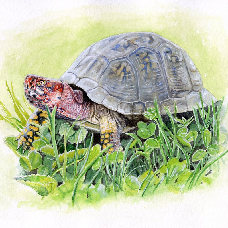 Box Turtle - Etsy