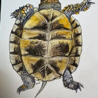 Box Turtle - Etsy