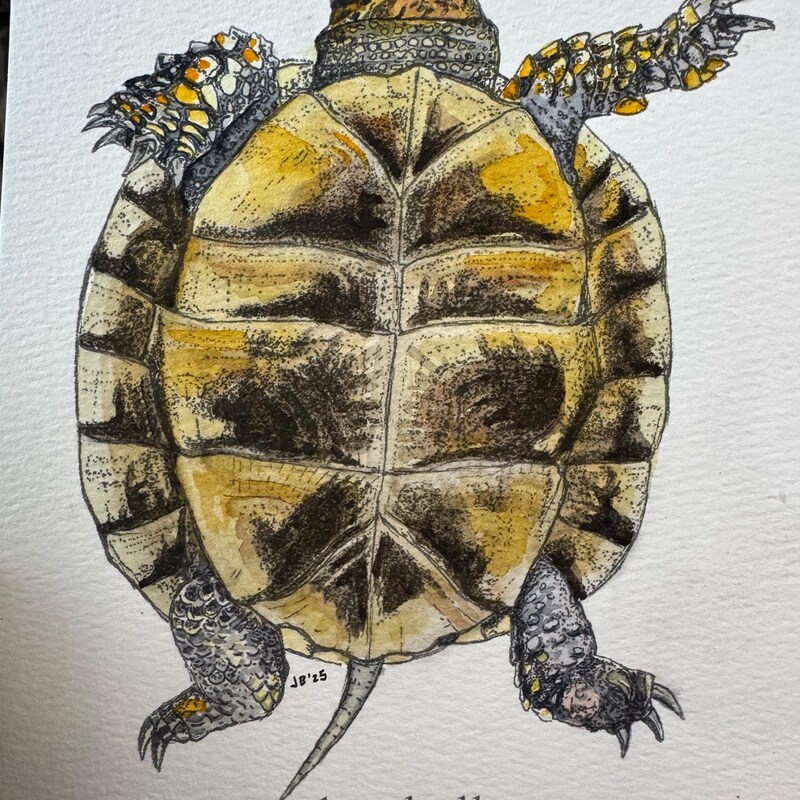 Box Turtle - Etsy