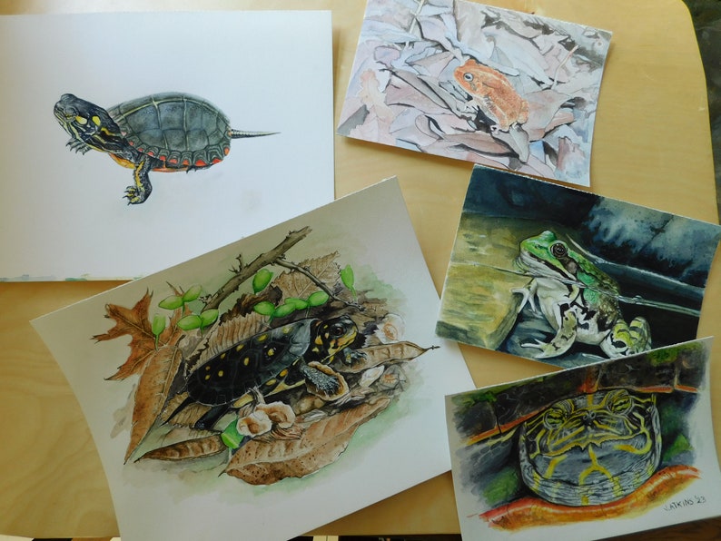 Three-toed Box Turtle - Terrapene Carolina Triunguis - 8 X 10 Inch ...