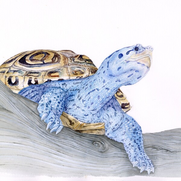 Terrapin Turtle - Etsy