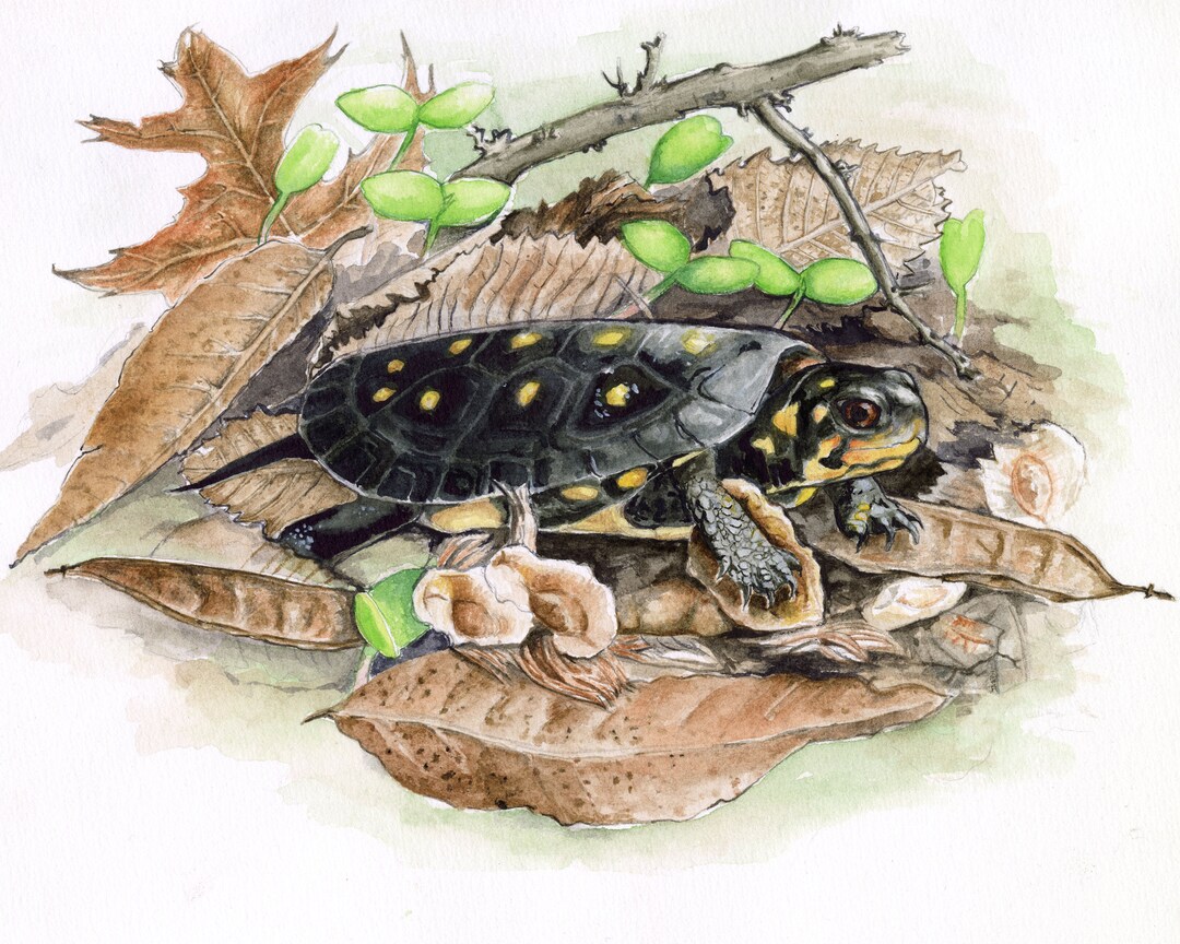 Spotted Turtle Hatchling Watercolor Print - Perfect 8x10 Gift ...