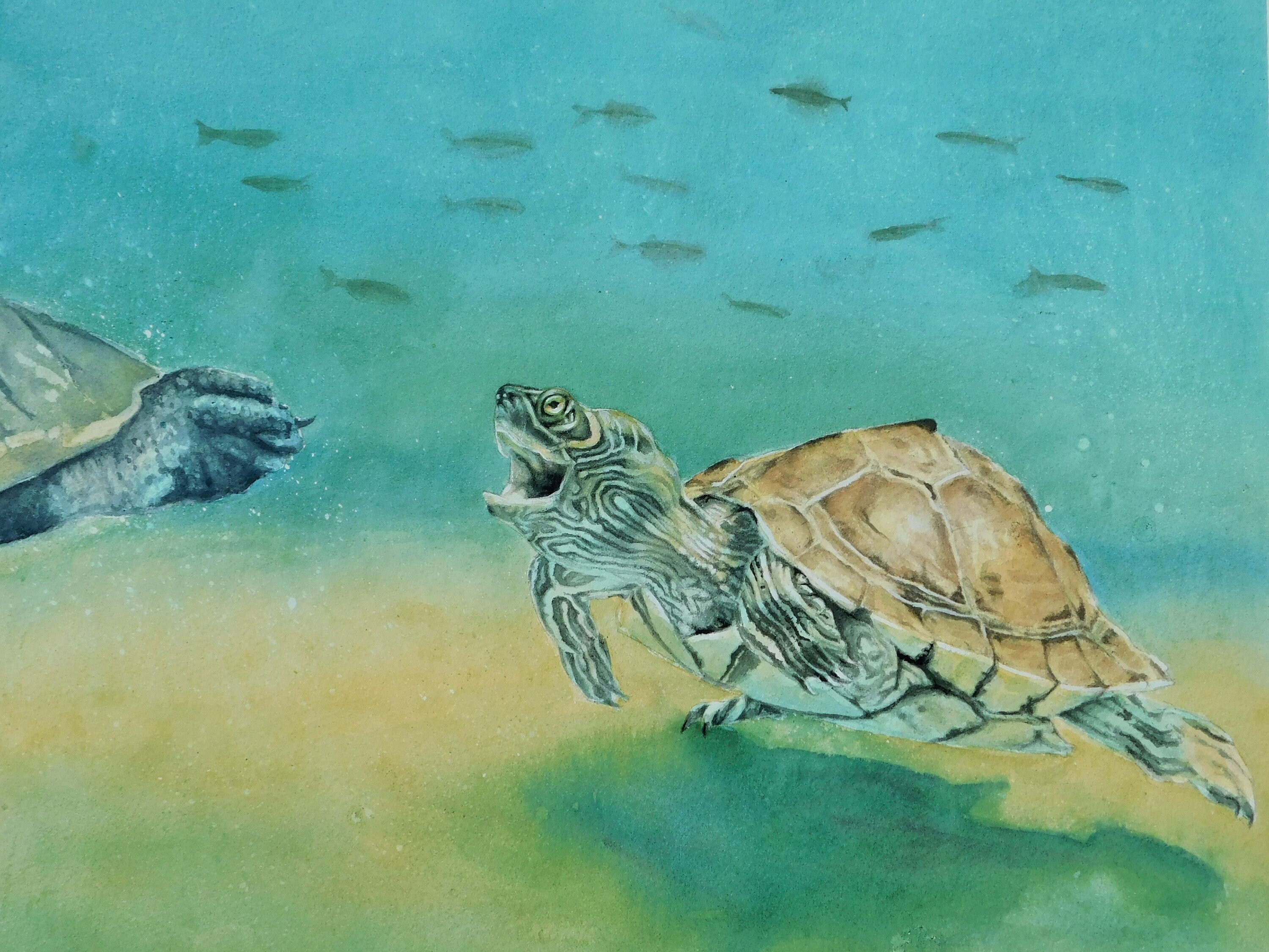 Mississippi Map Turtle Fully Grown