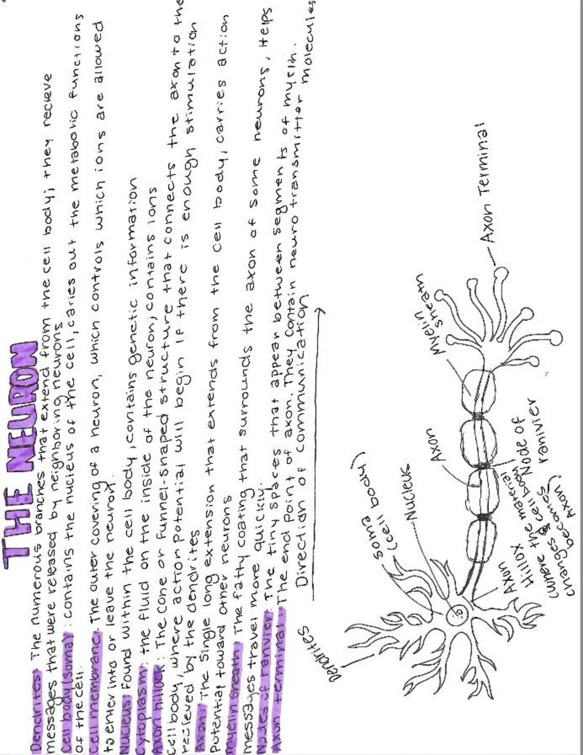 Psychology Study Bundle, AP PSYCH and PSYC 300. Psychology 101 ...