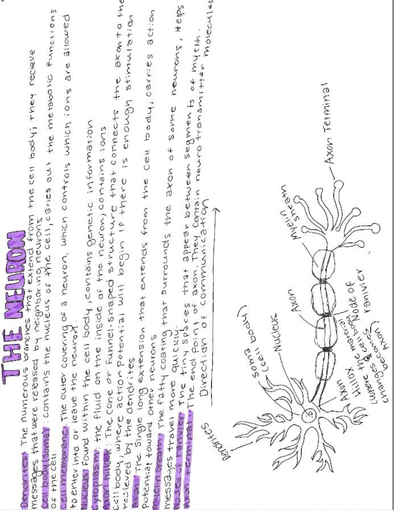 Psychology Study Bundle, AP PSYCH and PSYC 300. Psychology 101 ...