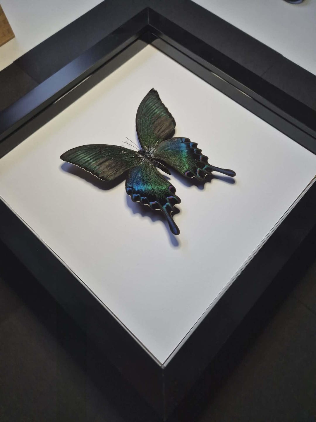Framed Butterfly Box Frame Taxidermy Oddities Wall Hanging Art Alpine ...