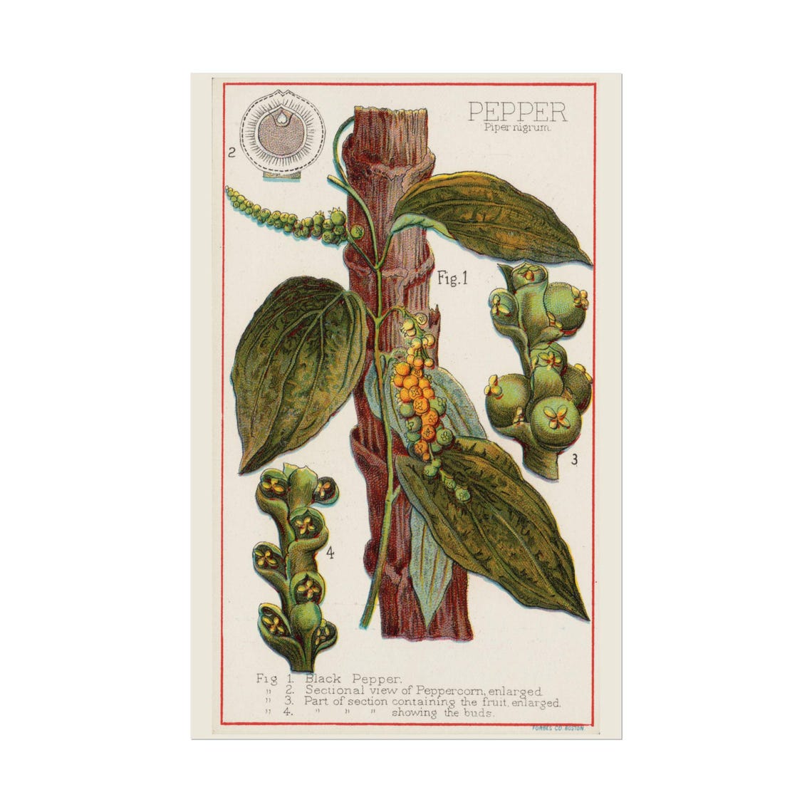 Vintage Botanical Black Pepper Plant Illustration | Antique Natural ...