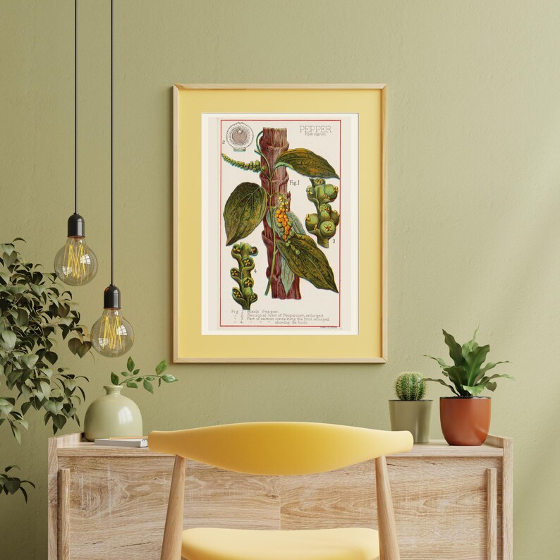 Vintage Botanical Black Pepper Plant Illustration | Antique Natural ...
