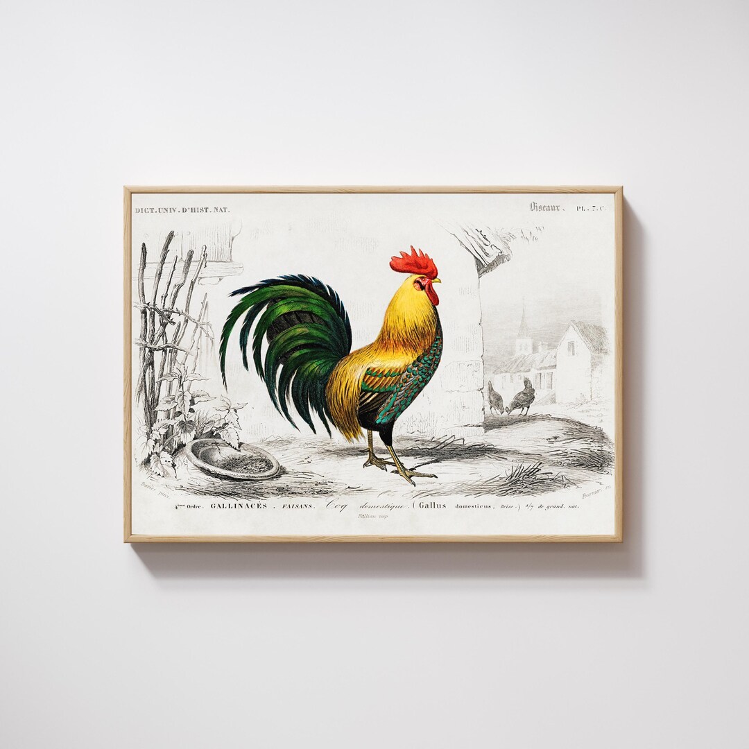 Vintage Rooster Illustration Poster | Farmhouse Decor | Chickens and ...