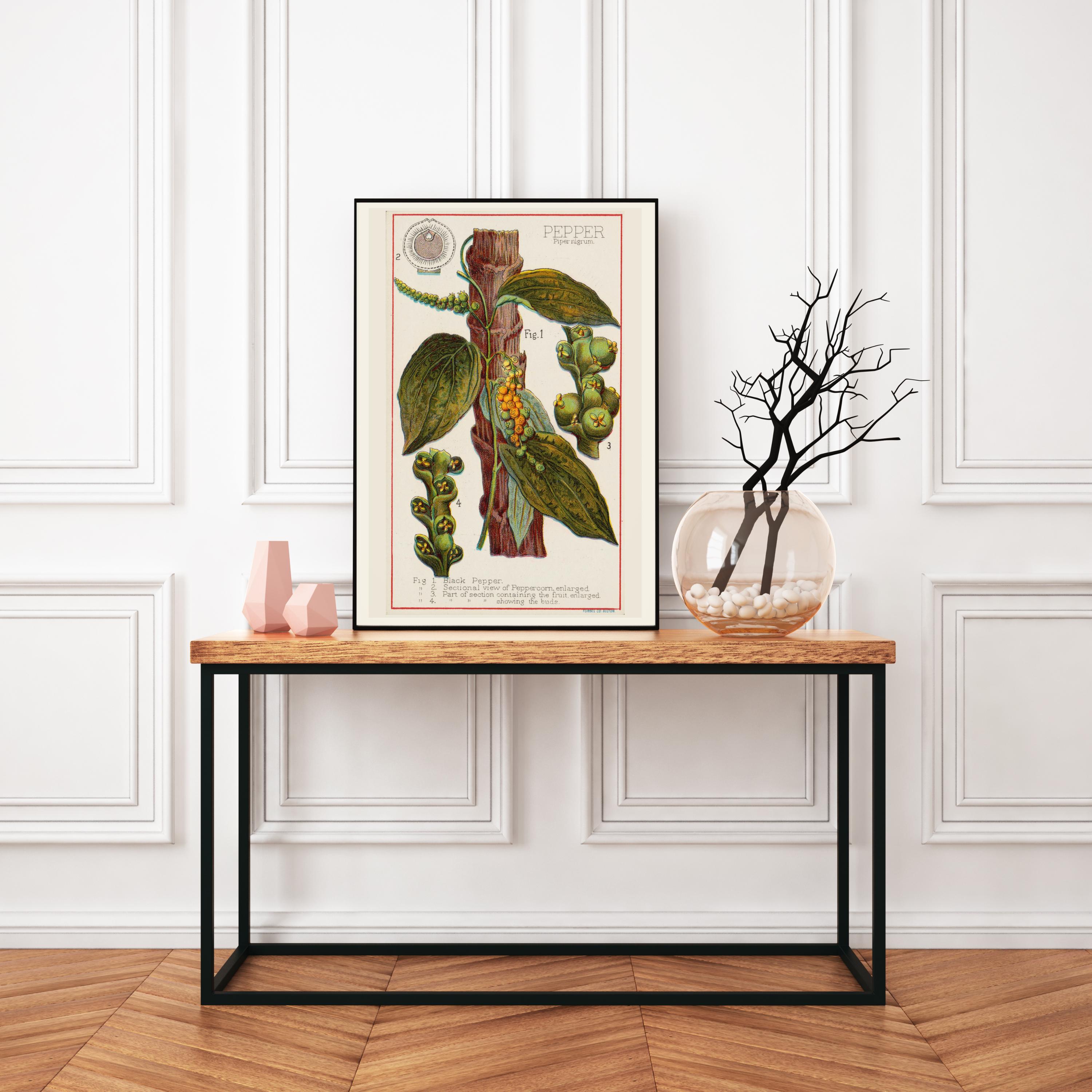 Vintage Botanical Black Pepper Plant Illustration | Antique Natural ...
