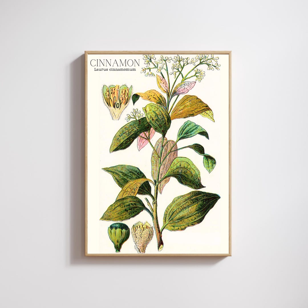 Vintage Cinnamon Botanical Illustration Poster | Cinnamon Plant Wall ...