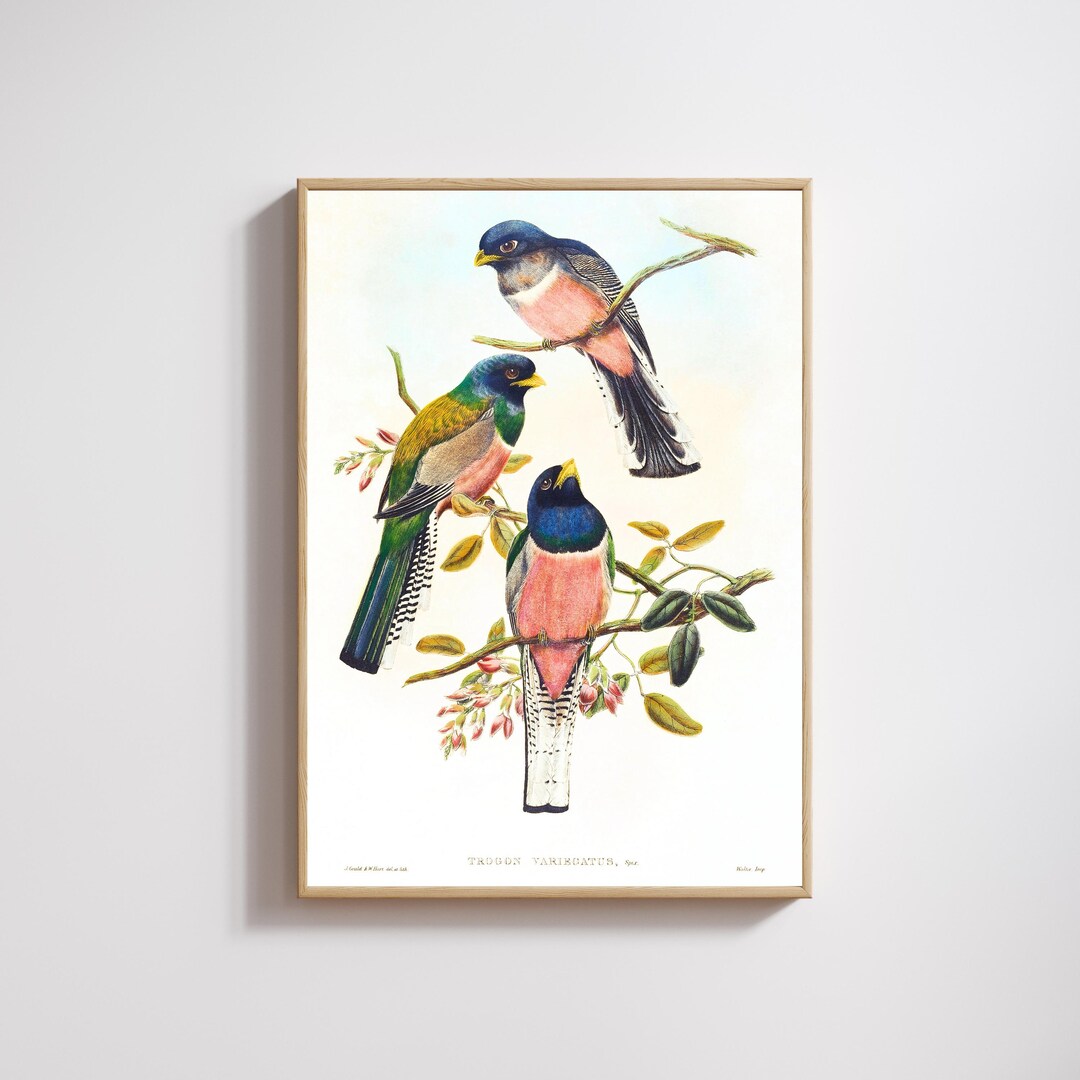 Vintage Exotic Birds Poster | Trogon Variegatus Vintage Bird Print ...