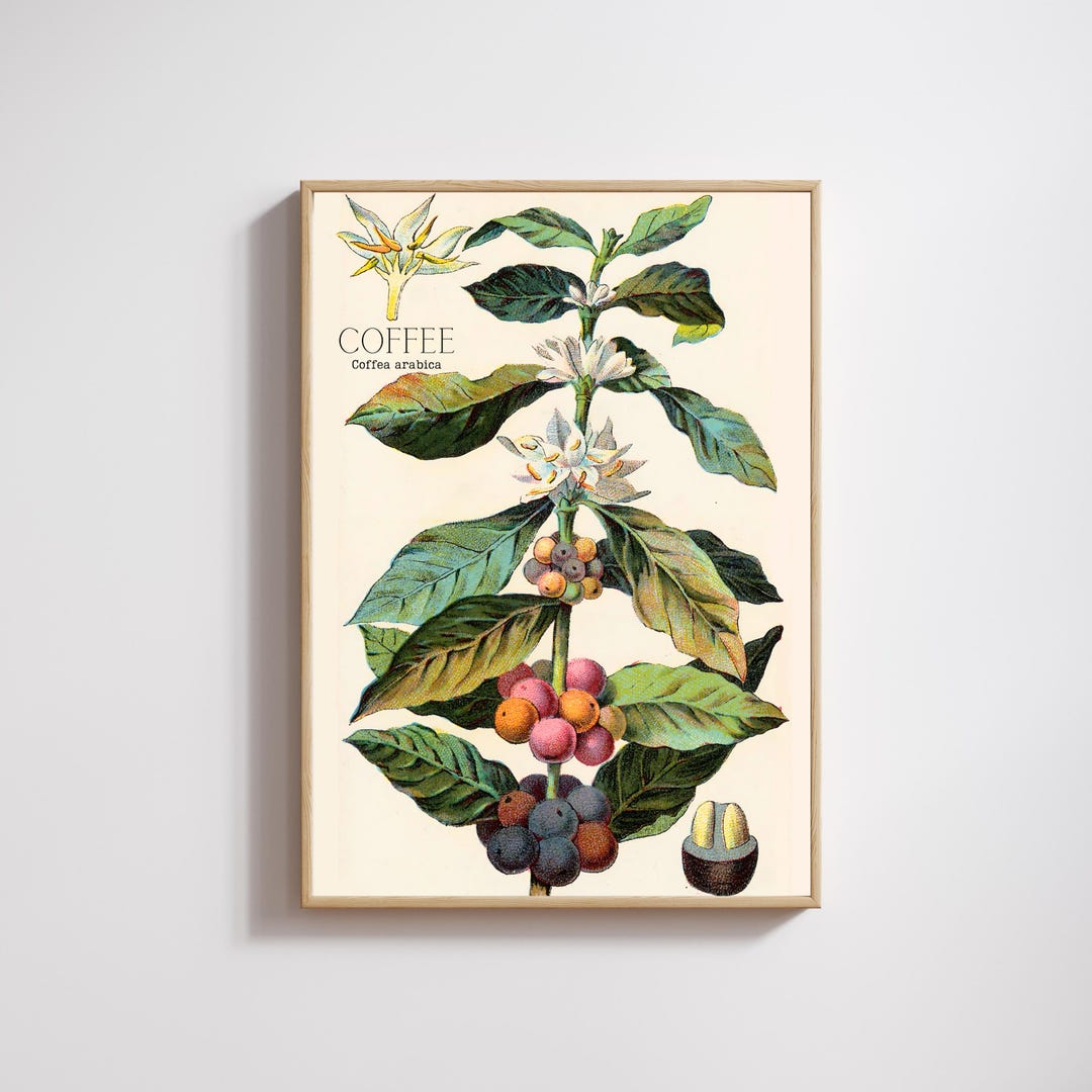 Vintage Botanical Coffee Plant Illustration | Coffee Arabica Art Print ...