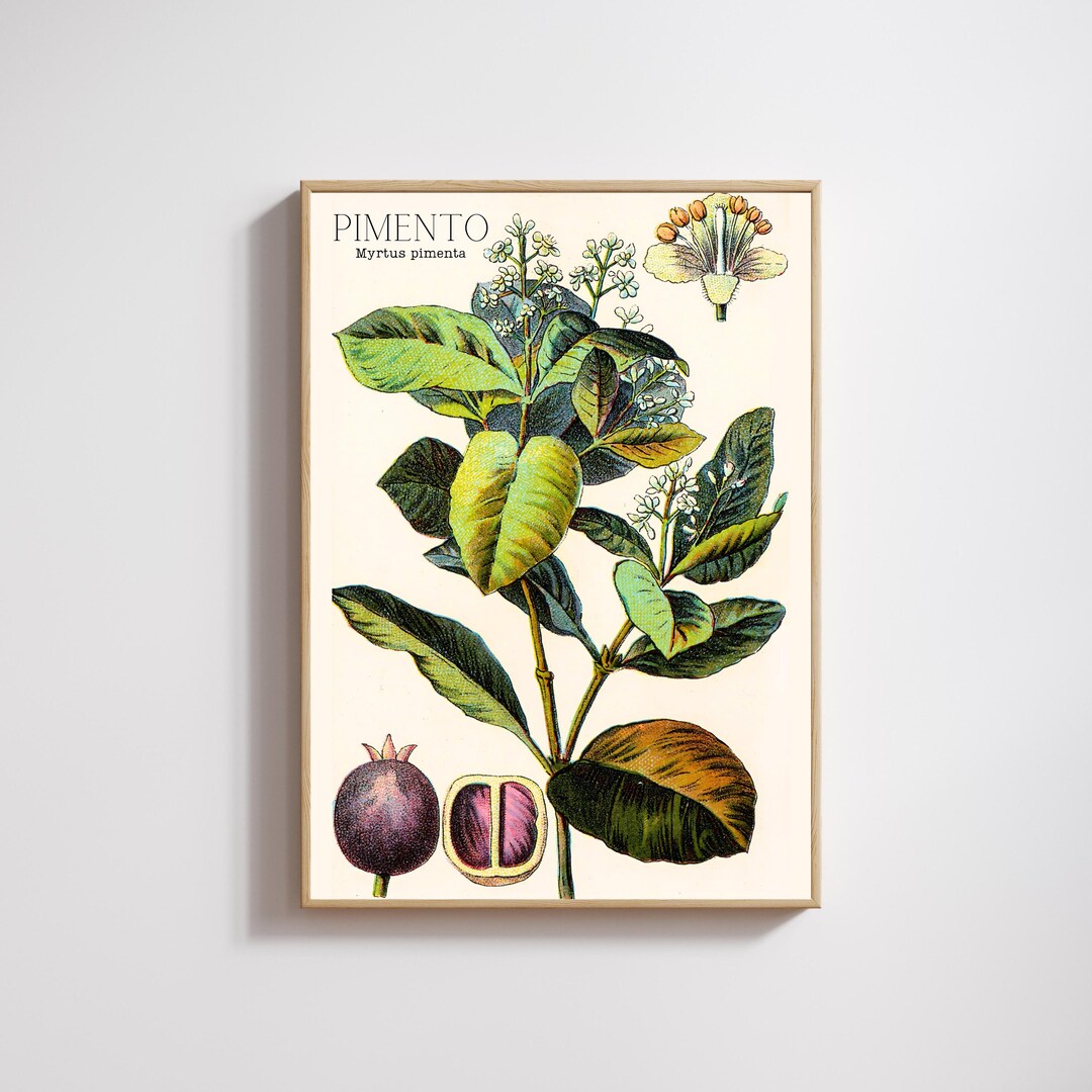 Vintage Pimento Plant Print: Botanical Kitchen Art Poster - Etsy