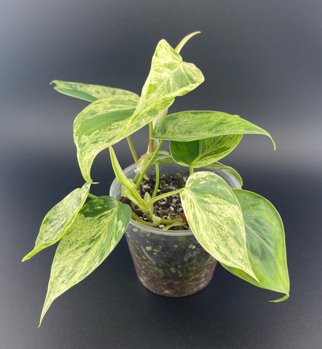 Highly Variegated Heartleaf Philodendron - Etsy