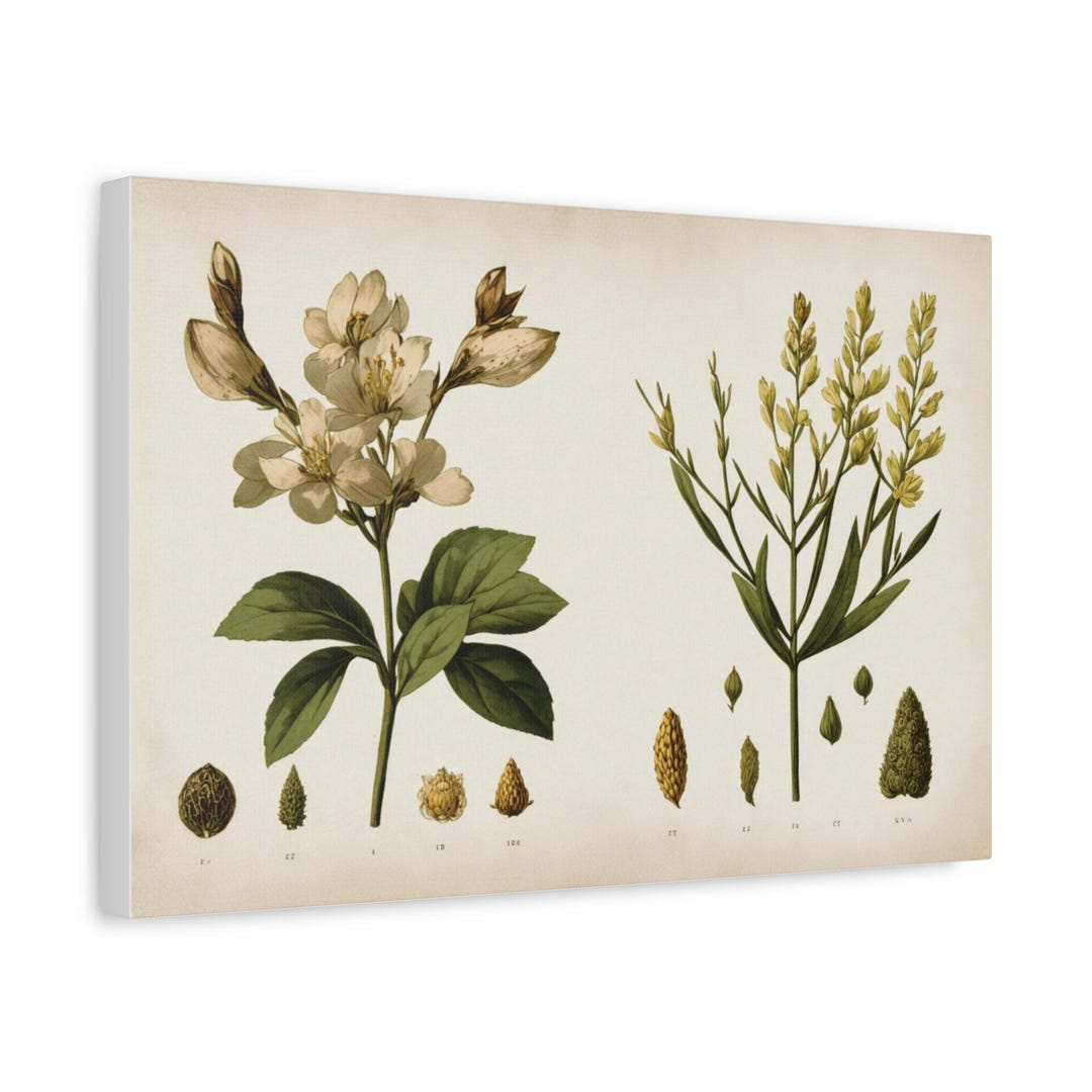 Vintage Botanical Print Antique Classical Botanical Illustration 2 ...
