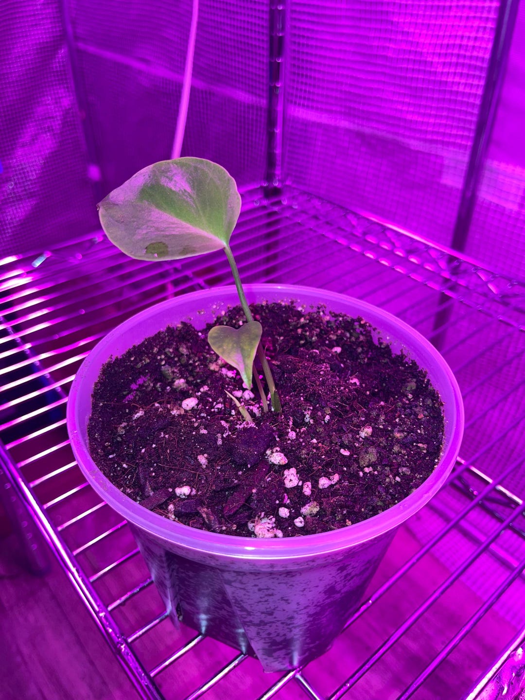 Monstera Deliciosa Live Plant Seedling! Single Seed - Etsy