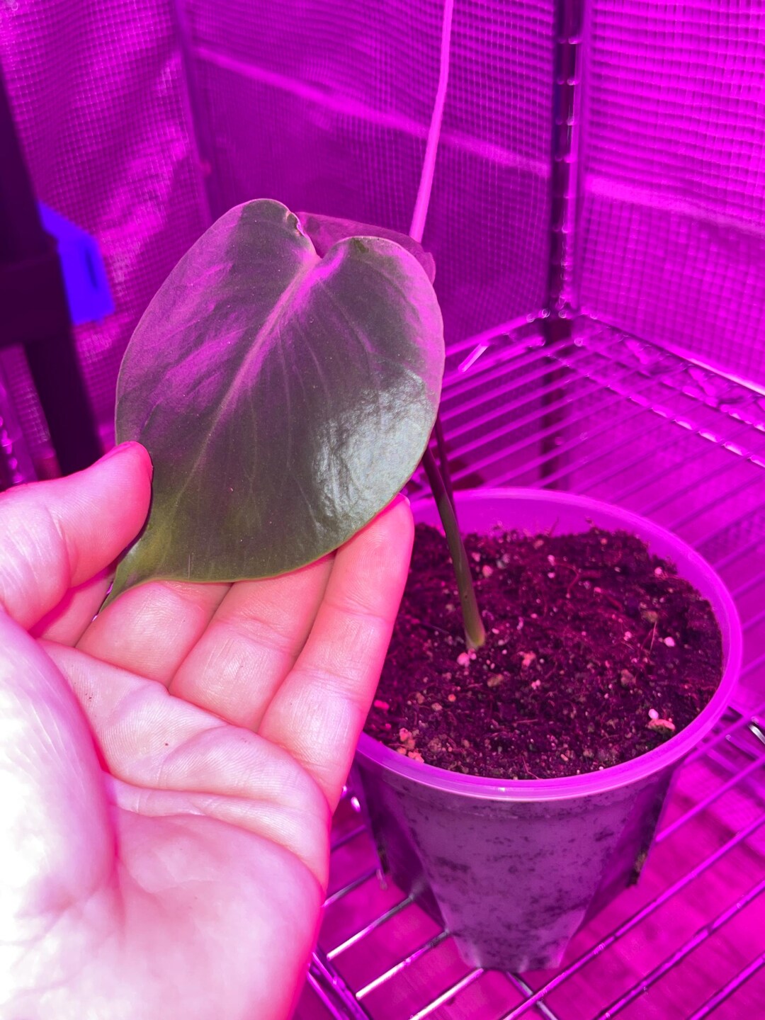 Monstera Deliciosa Live Plant Seedling! Single Seed - Etsy