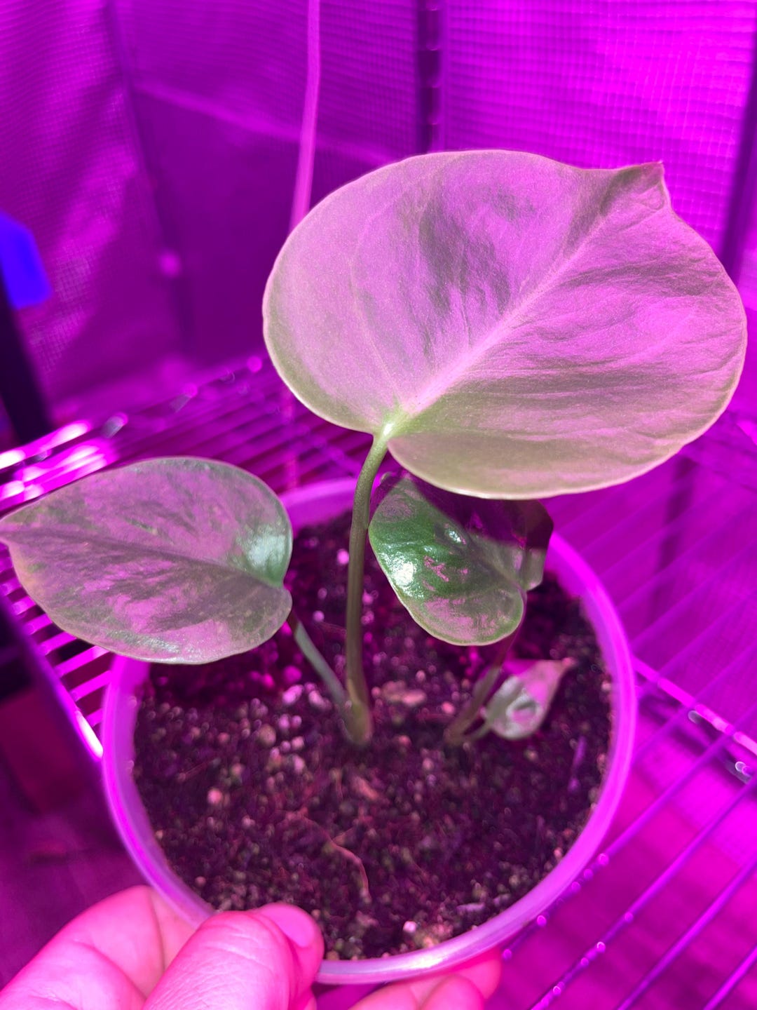 Monstera Deliciosa Live Plant Seedling! Two Seed! - Etsy