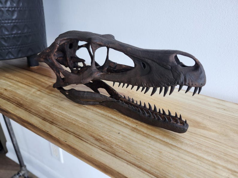 Velociraptor Skull Replica – Dinosaur Fossil Model – Jurassic Decor ...