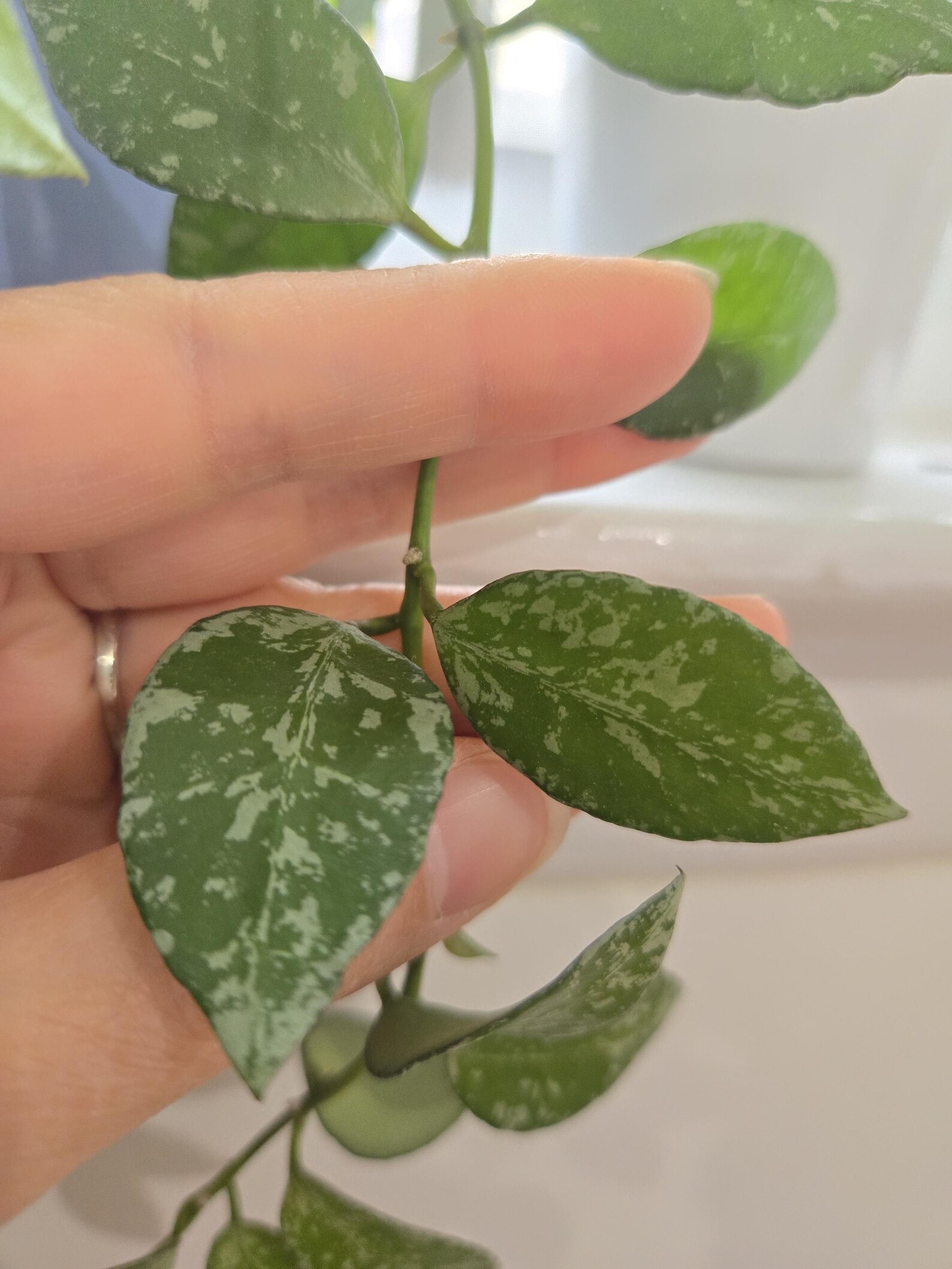 Hoya Lacunosa Zebra Skin Unrooted Fresh Cutting - Etsy