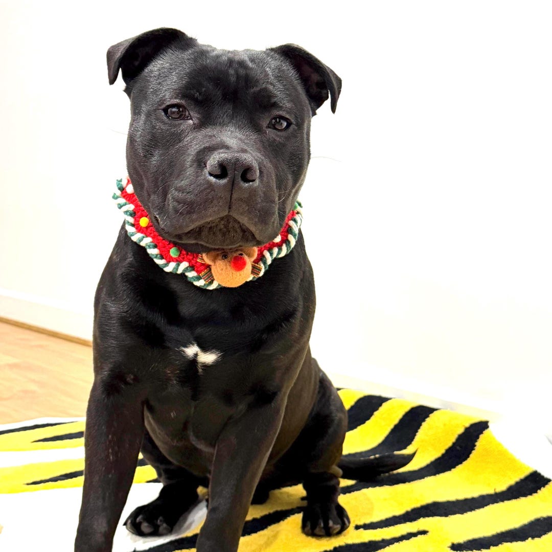 Crochet Reindeer Christmas Pet Collar | Festive Necklace for Dogs ...