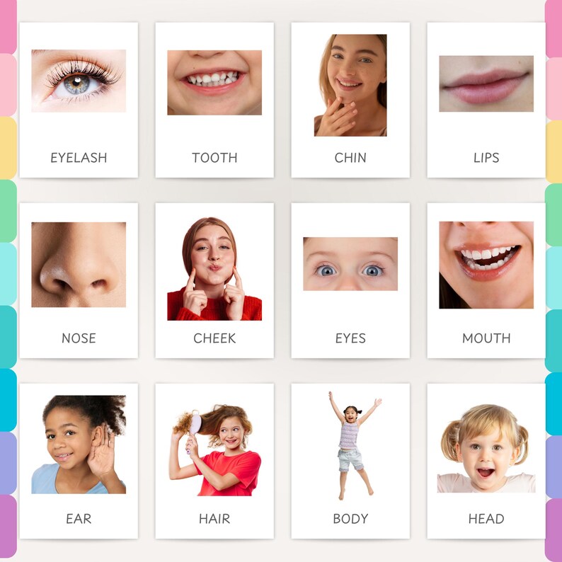 Body Parts Vocabulary Flashcards PDF, Flashcards Nomenclature ...