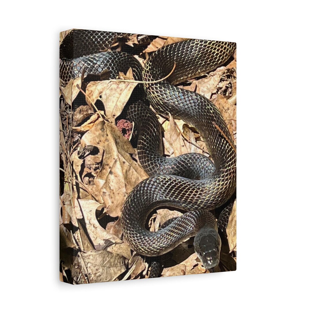 Black Snake Canvas Print: Nature Lover Wall Art - Etsy