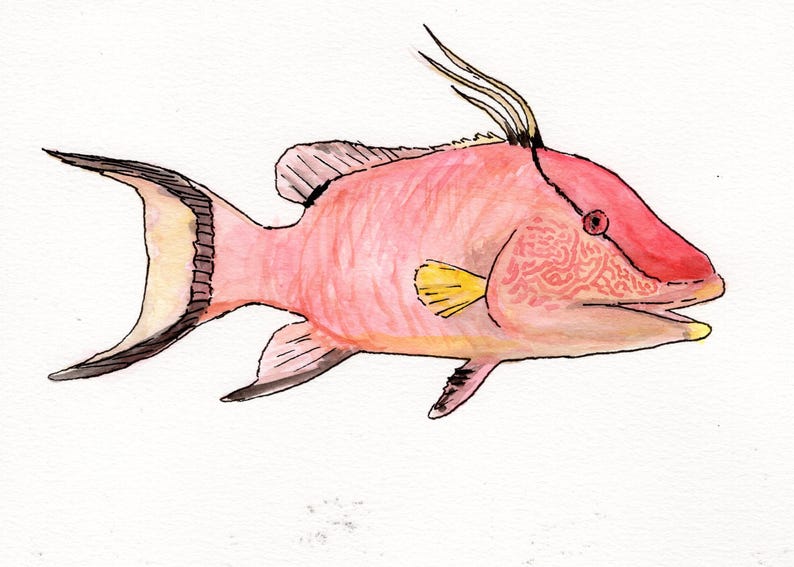 Hog Fish Original Watercolor - Etsy