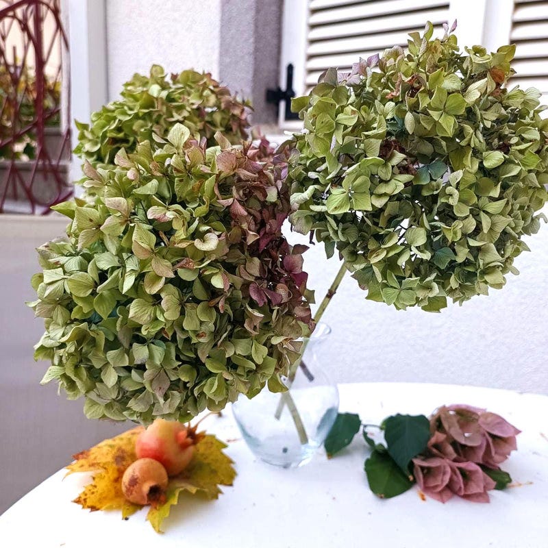 Dried Hydrangeas - Etsy