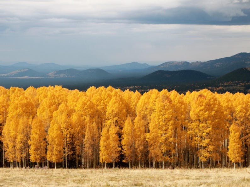 Golden Aspens, Nature Photography, Tree Photography, Landscape ...
