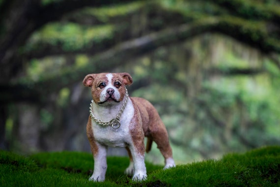 Miniature Pitbull Terrier