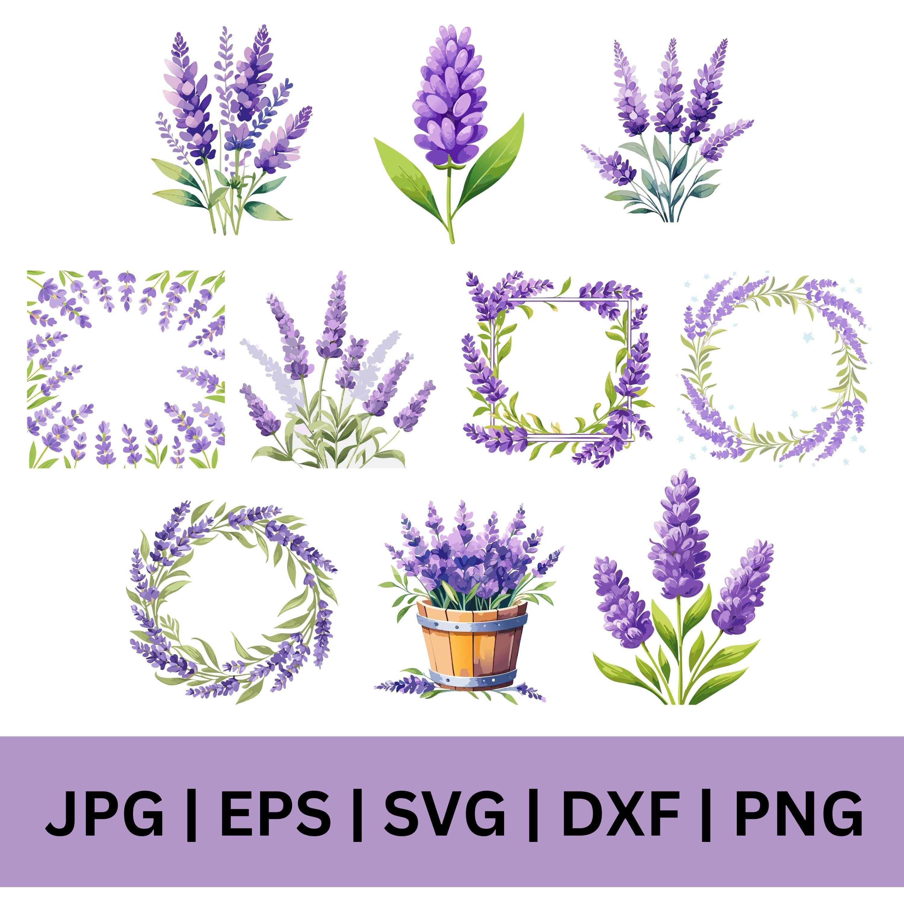 Lavender SVG Bundle, Botanical Designs, Lavender SVG Cricut, Commercial ...